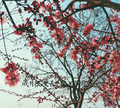 纹屏 