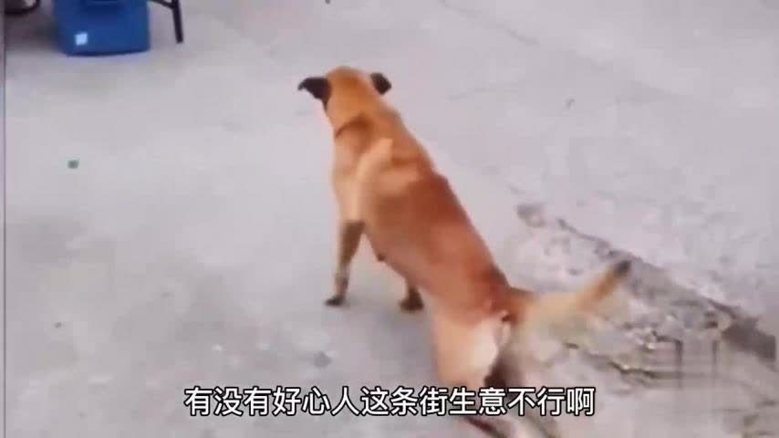 搞笑视频:这狗狗真会演戏,看的路人都笑了