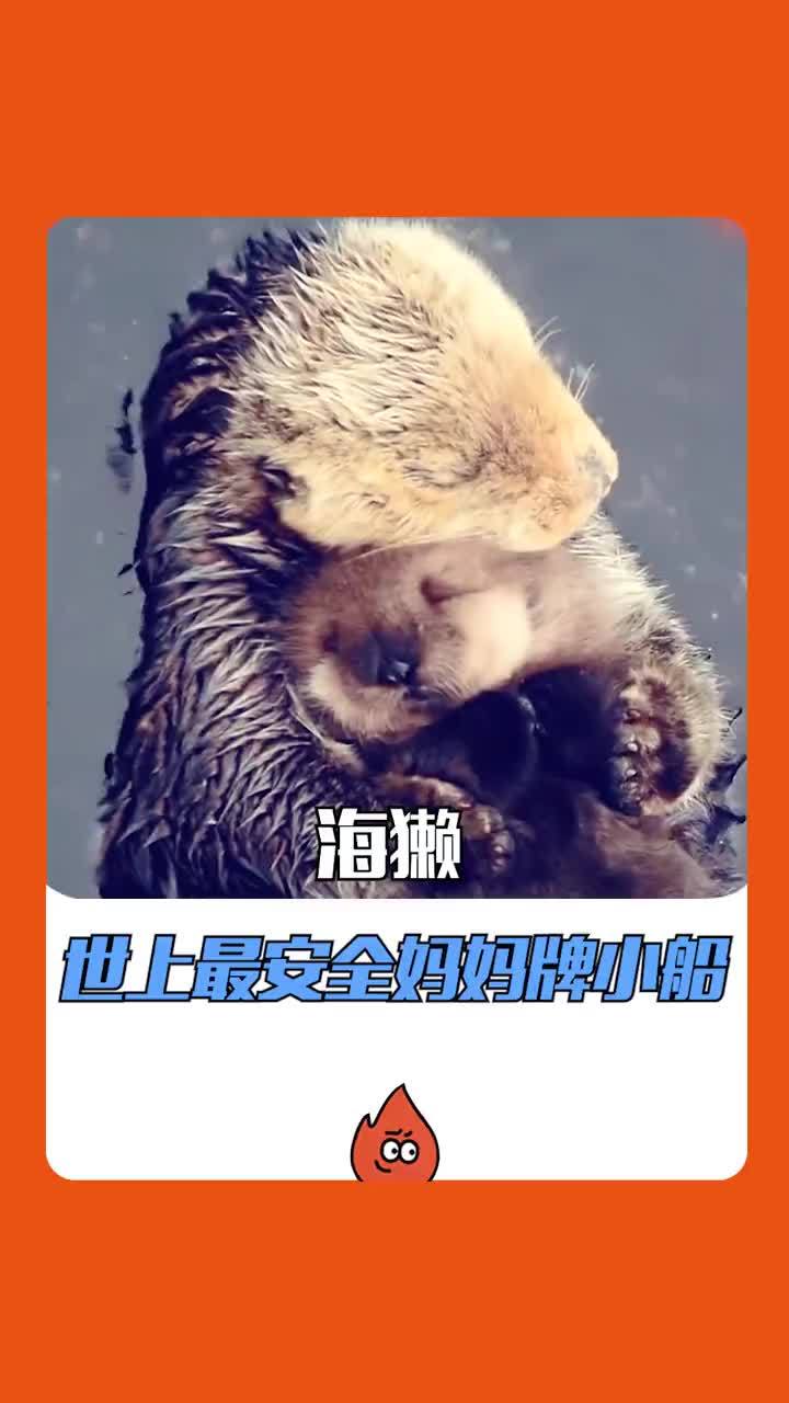 ...世界上最安全的小船:海獭妈妈牌小船,我也好想我妈妈!#可爱 #动物
