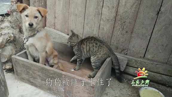 这农村猫和狗终于打架了,猫太猛了,狗狗只好认熊