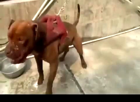 比特犬咬死藏獒 斗狗打架视频 比特犬vs藏獒 藏獒打架