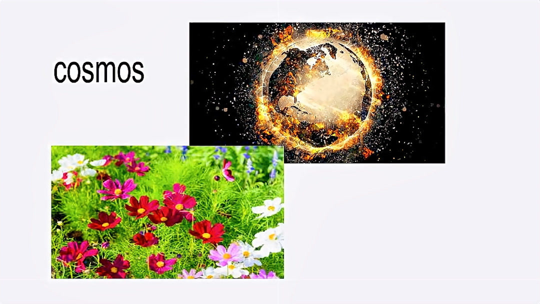 cosmos是什么意思