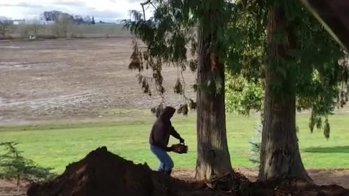 看看国外伐木工如何砍伐大树的,需要很高的技术,能预测树木往哪边倒