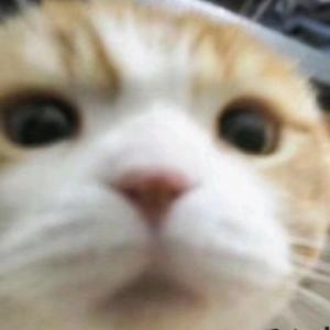 wei西瓜不是菜 