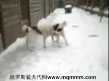 俄罗斯猛犬代购---乌克兰打斗冠军“迪纳”后代