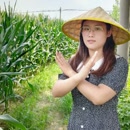 生活在乡土的叶子 