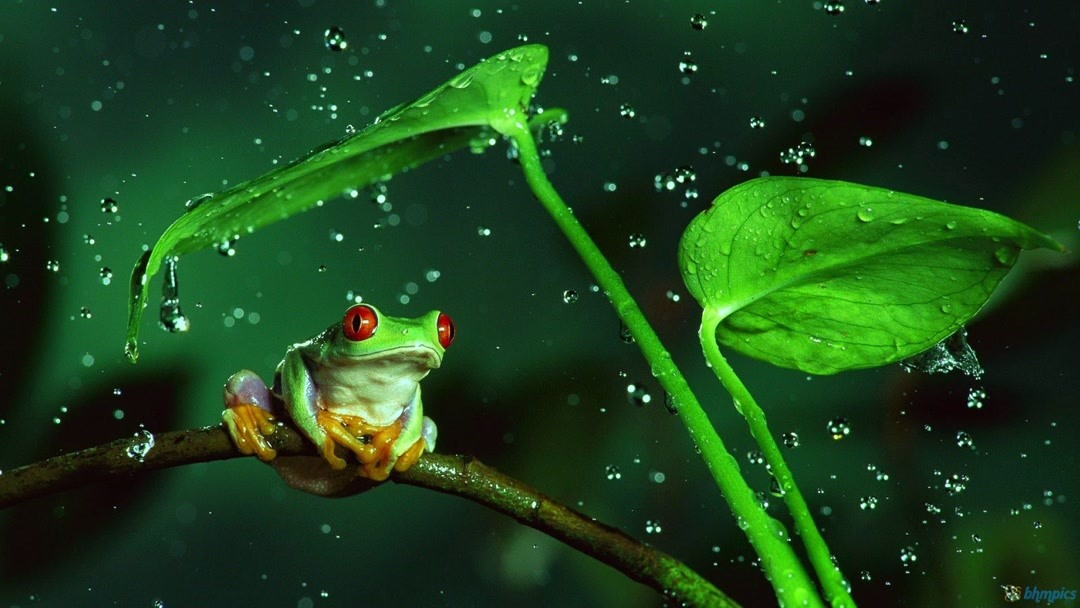 6个完全怪异的动物事件!青蛙雨从天而降吓到居民?不可思议