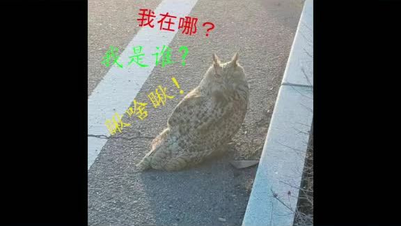 关爱野生动物,保护美好家园!#野生动物救助#国家二级保护动物 #...