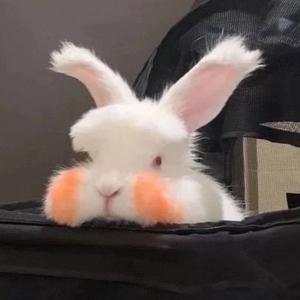 牛奶秋刀鱼hh 