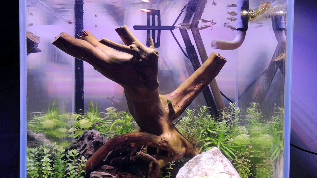 40方缸,开缸一周留念