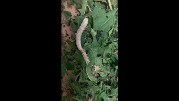 第一次亲眼看见:脱皮