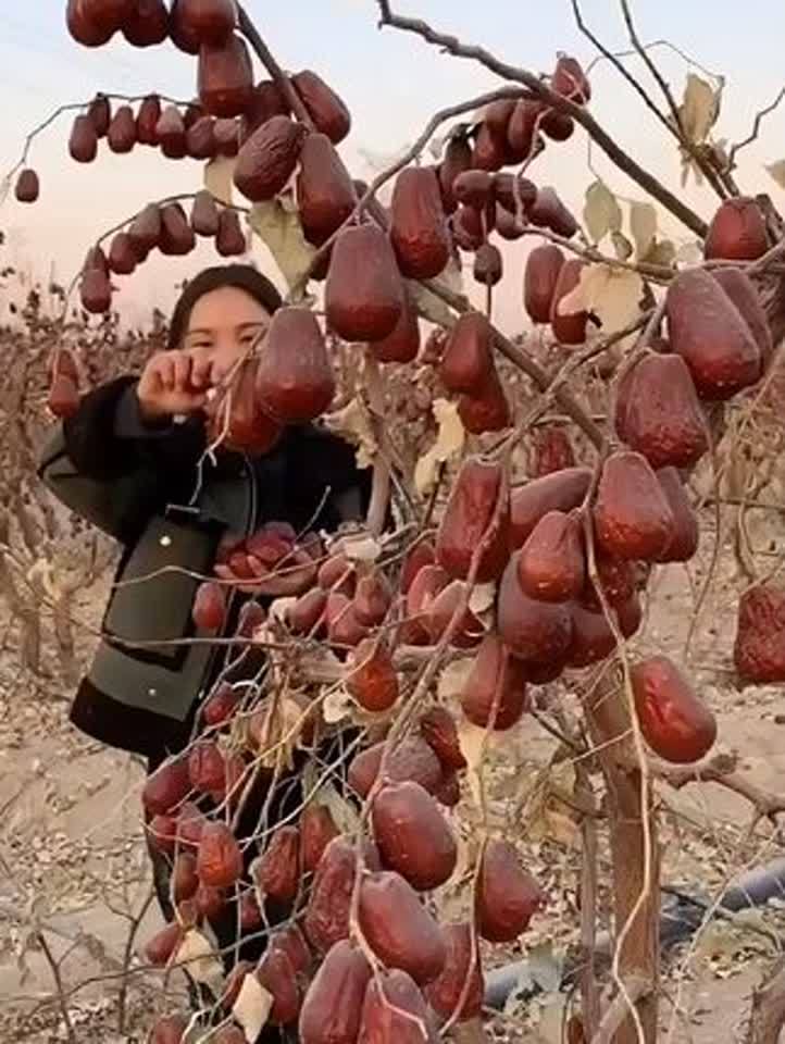 #大枣 #和田大枣 #好物推荐