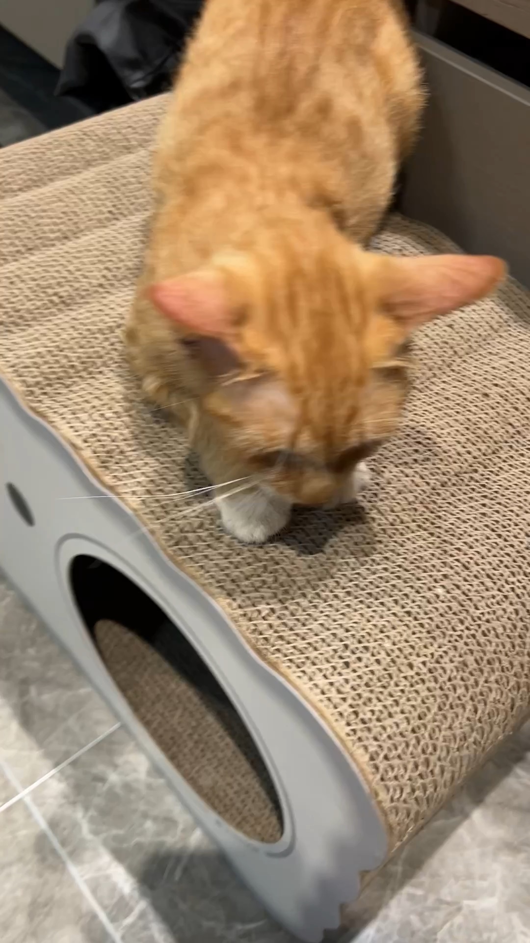 报备一下 黄芪一切安好 身上除了炎症指标高之外什么事儿都没有 主要...