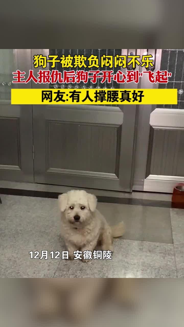 #安徽铜陵 狗子被欺负闷闷不乐,主人报仇后狗子肉眼可见的开心,网友:...