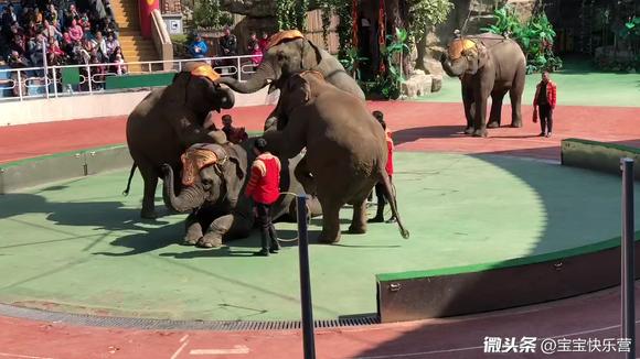 大象表演,几千斤的大象也可以这么萌