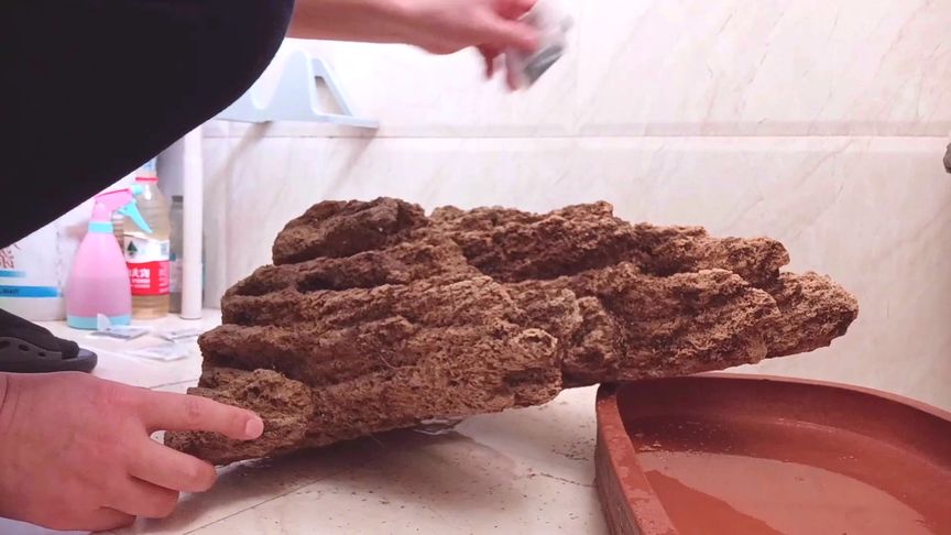 吸水石盆景的植物怎么栽种?小伙竟然这么操作,能发芽吗?