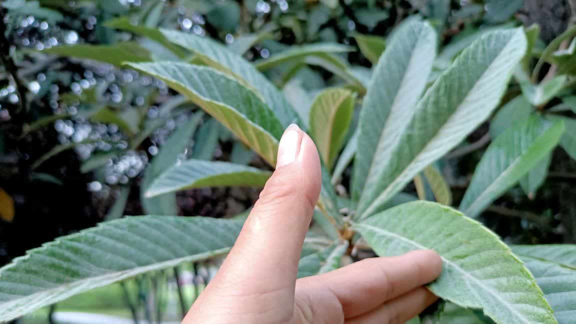介绍一种植物的叶子,农民用它煮水喝,一起了解下它的用途吧