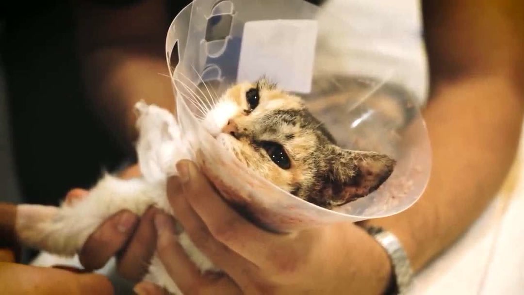 流浪狗猫咪的耳朵被蛆虫几乎啃食了半边脸,还能顽强的活下来