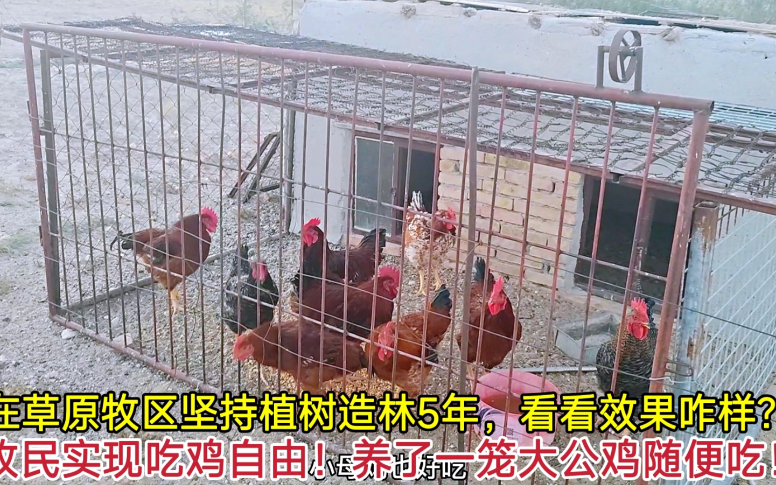 在草原牧区坚持植树造林5年,看看效果咋样?牧民实现吃鸡自由!养了一...