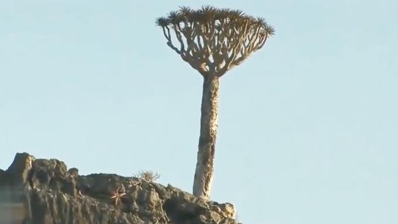 世界上最神奇的树,受伤后会流红色的血,相传被龙血滋养过