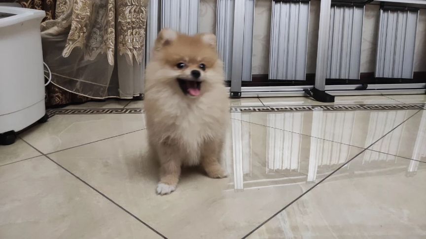 最近有点愁,怎么才训练它定点上厕所?