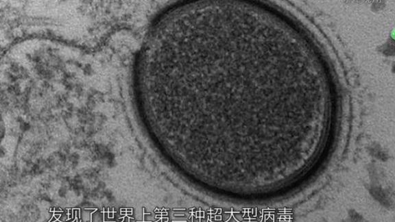 俄罗斯冻土中发现,封存3万多年的史前巨型病毒