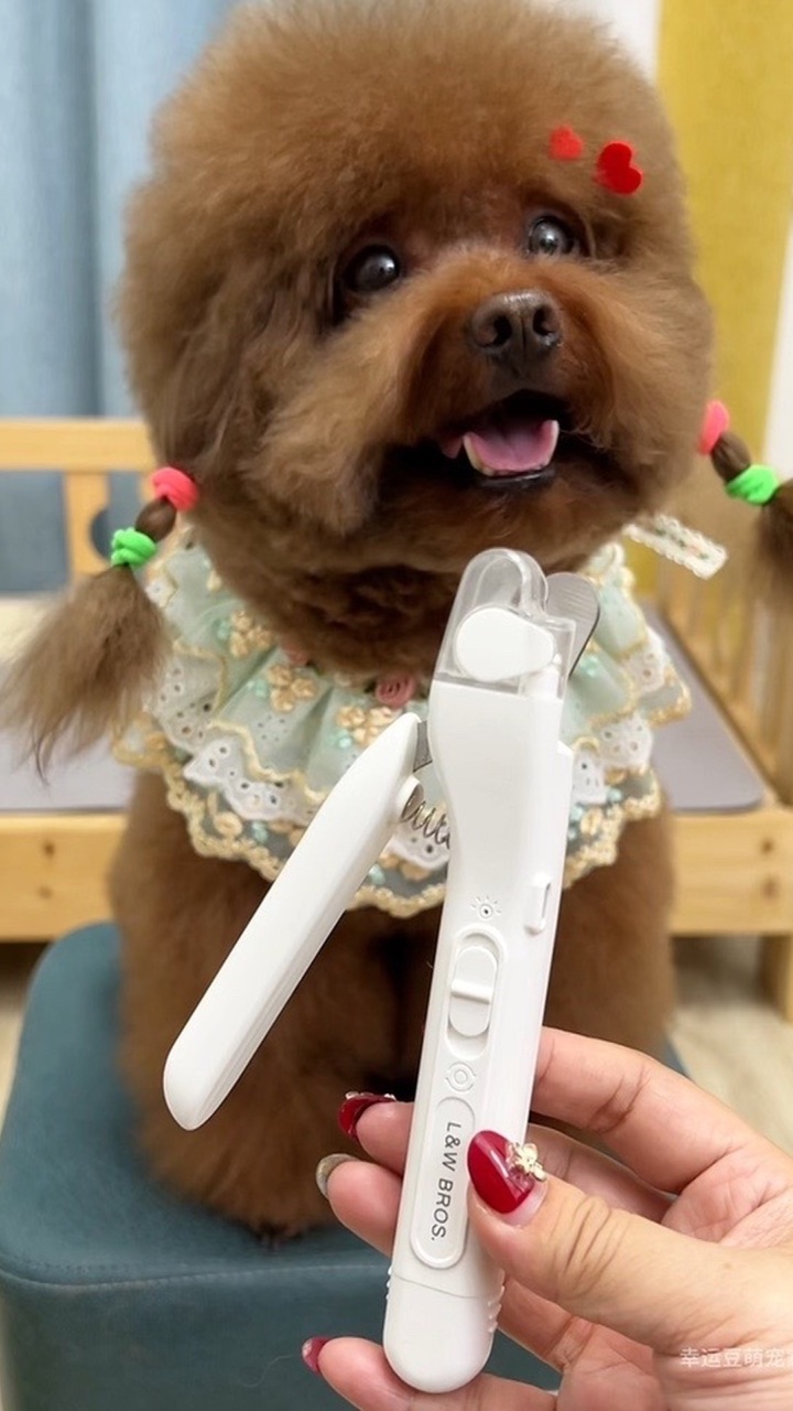 给狗子沉浸式剪磨指甲
