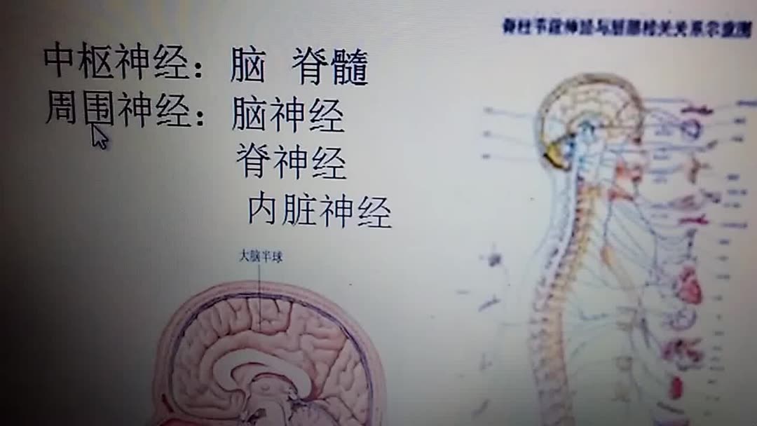 神经系统(一)神经系统的构成 中枢神经 周围神经 脑脊髓