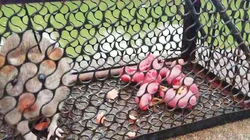 小伙自制捕鼠笼,第二天查看时,发生的一幕让他不敢相信自己眼睛