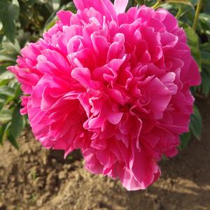 快乐的农村人做自媒体 