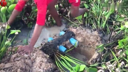 抓鱼:农村男子在水葫芦池塘边挖了一个坑,放上水管,引来这种鱼