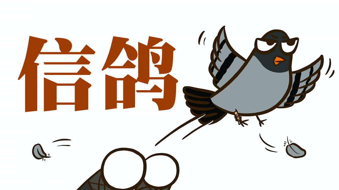 【科普】信鸽是怎么知道自己的信要送往哪里的?