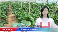 进口水溶肥—辣椒生长发育过程