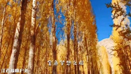 2019年新疆可可托海白桦林