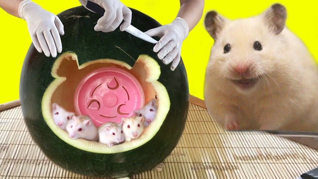 仓鼠房子制作,如何用西瓜给仓鼠制作小房屋,第一部
