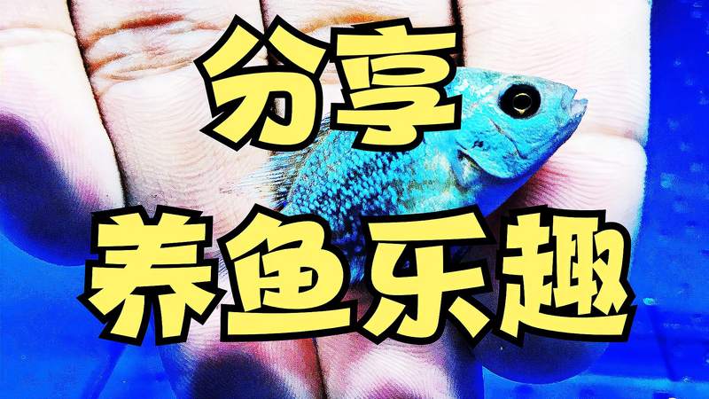 探讨养鱼方法,交流养鱼经验,混养观赏鱼饲养中应注意的问题