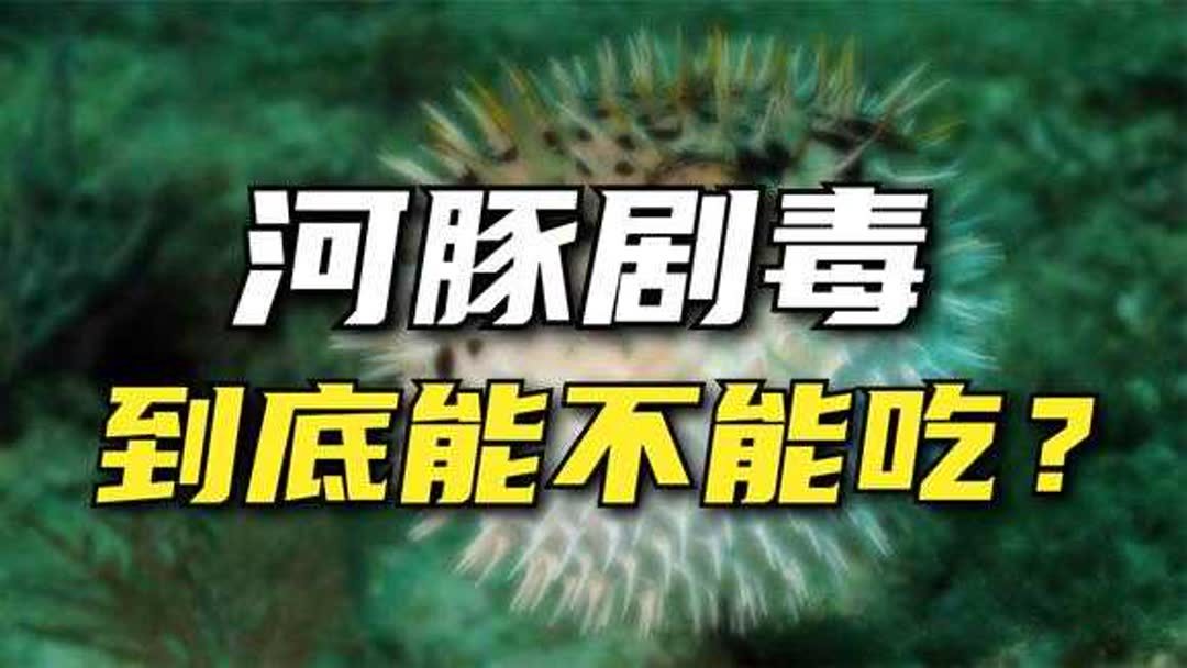 河豚的剧毒是怎么来的?如果中了河豚毒素,应该怎么办?