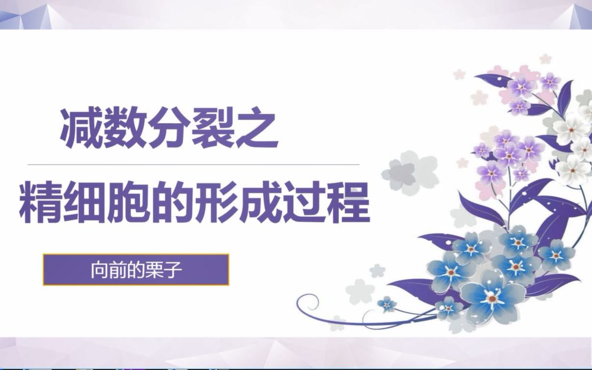 20.向前的栗子生物课——减数分裂(2)精细胞形成过程
