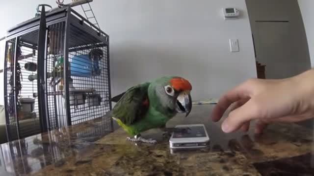 鹦鹉帮主人接电话,模仿主人平时的样子,扯着浓浓的商务范儿语气