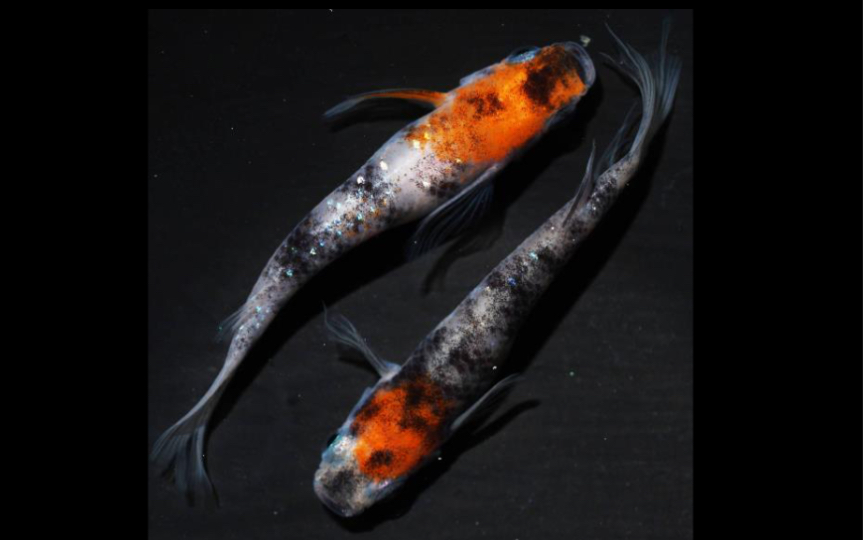 孔雀明王和白斑蓝宝石回来啦!建个群 抽个奖 晒晒鱼