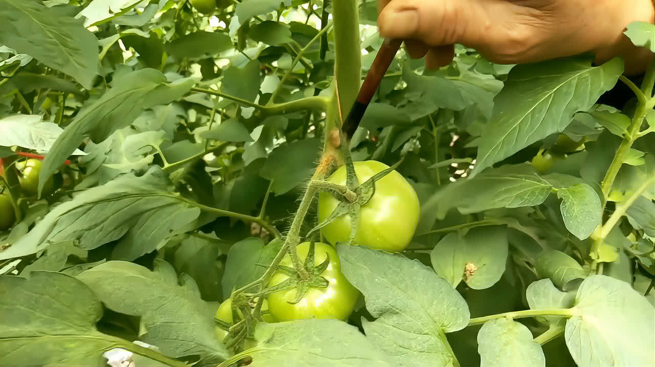番茄种植有了新方法,省时又省力,每亩可以增产上千斤!
