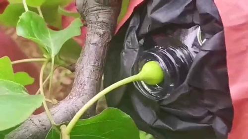 原来梨子还没长大,它们就在一起了