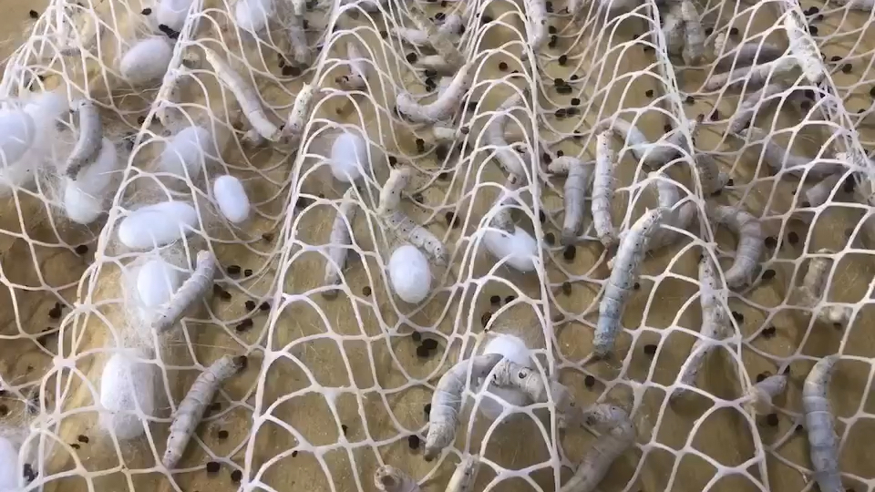 蚕宝宝成长日记