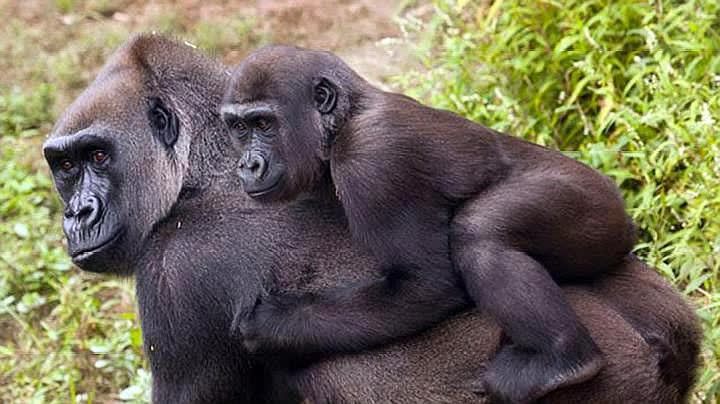 动物界怀孕时间最长的六种动物,母爱很伟大,不分种族