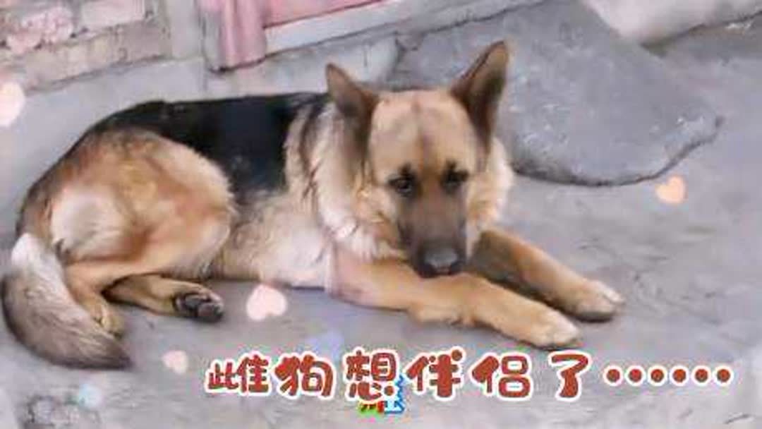 看到养的狗,送上这首歌《他就像一条狗》,狗才是我最忠实的朋友