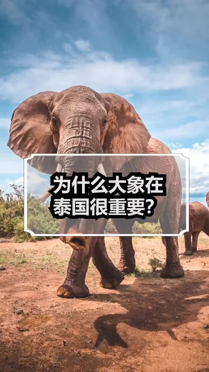 为什么大象在泰国很重要?
