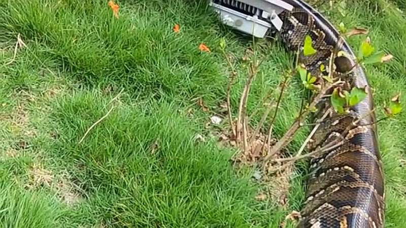 草地里突然出现了一条特别大的蟒蛇,都没有人敢靠近,太可怕