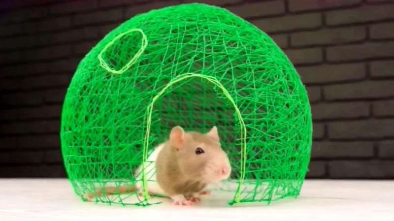 学会这个,给你的小仓鼠制作一间超美的小房子!