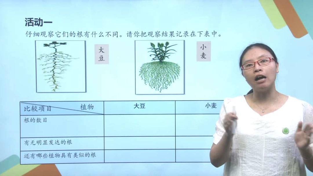 4.3.1植物的根系