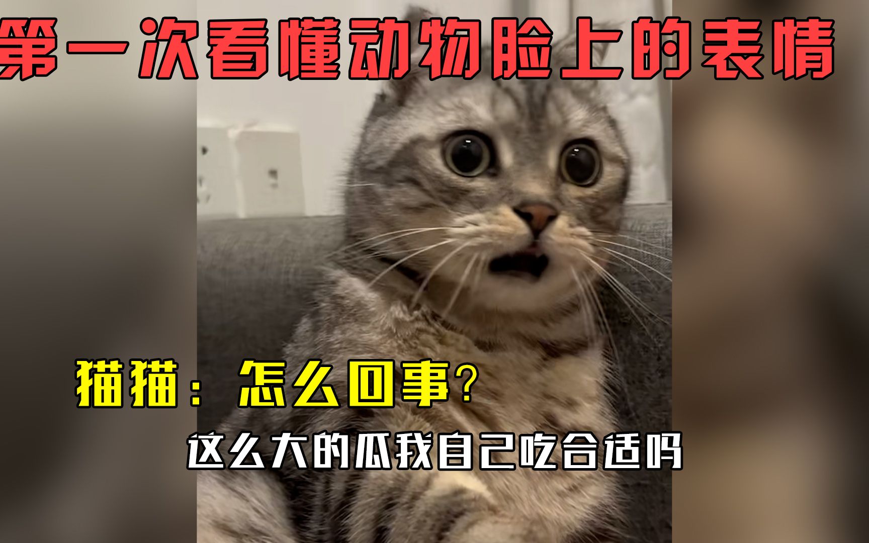 竟然看懂了动物脸上的表情:猫猫听八卦吃瓜,一脸不可思议